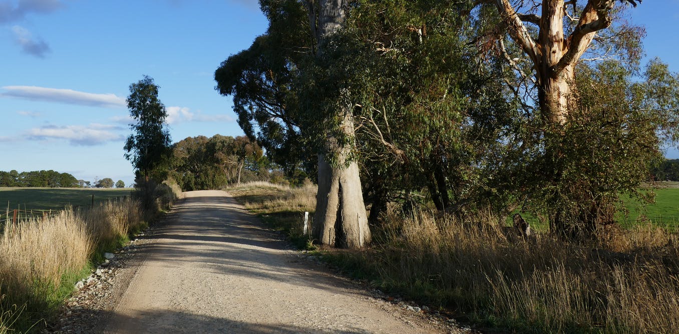 How a stone wedged in a gum tree shows the resilience of Aboriginal ...